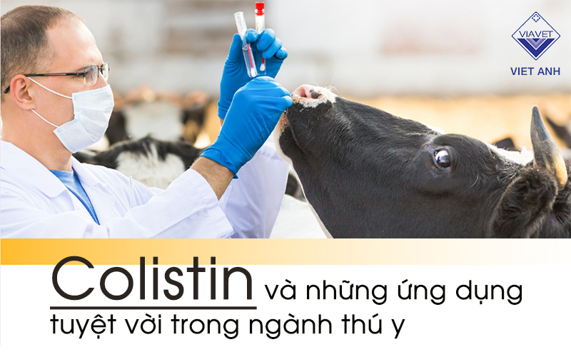 Colistin Và Những ứng Dụng Tuyệt Vời Trong Ngành Thú Y - CÔNG TY THUỐC ...