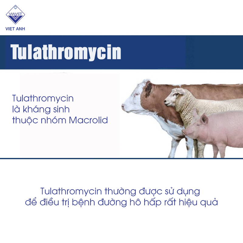 Tulathromycin Thuốc Kháng Sinh điều Trị Các Bệnh Hô Hấp ở Vật Nuôi ...