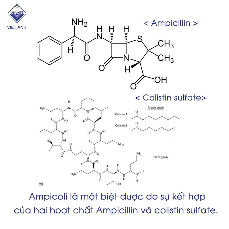 Ampi Coli Thuốc Thú Y Hoàn Hảo Phòng Và điều Trị Nhiễm Khuẩn Trên Gia ...