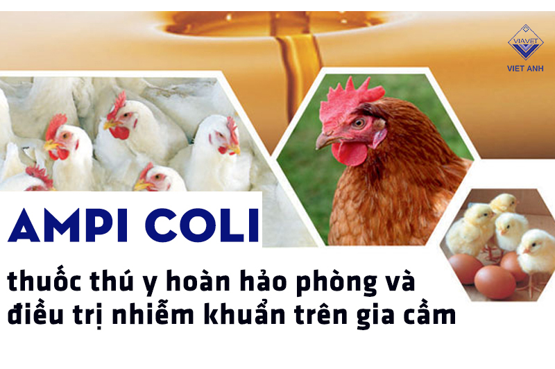 Ampi Coli Thuốc Thú Y Hoàn Hảo Phòng Và điều Trị Nhiễm Khuẩn Trên Gia ...
