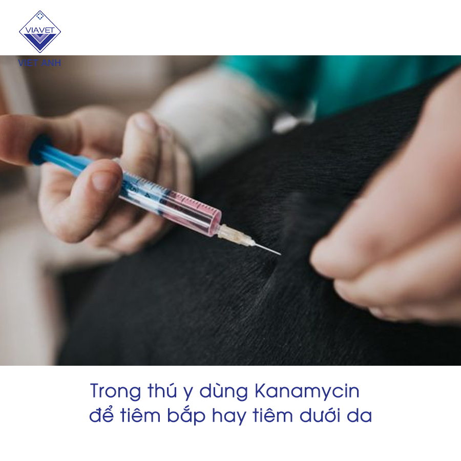 Kanamycin Hoạt Chất Diệt Khuẩn Không Thể Bỏ Qua Cho Thú Y - CÔNG TY ...