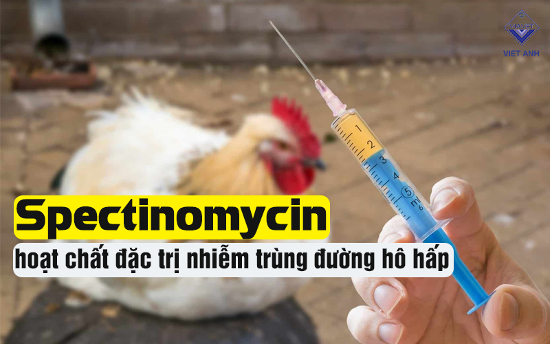 Spectinomycin Hoạt Chất đặc Trị Nhiễm Trùng đường Hô Hấp - CÔNG TY ...